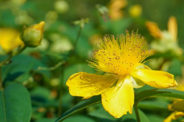 13 Hypericum Varieties | Horticulture Magazine