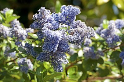 20 Vivid Ceanothus Types In A Spectrum Of Cool Blue, White And Pink ...