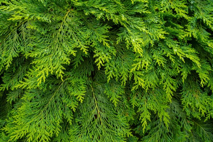Arborvitae 'Thuja' Care & Growing Tips | Horticulture.co.uk