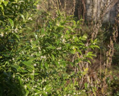 Grow Sweet Box For Winter Interest In The Colder Months ...