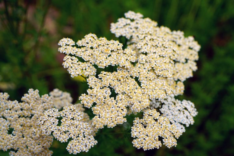 These 15 Self-Seeding Yarrow Varieties Are A Dream For Organic ...