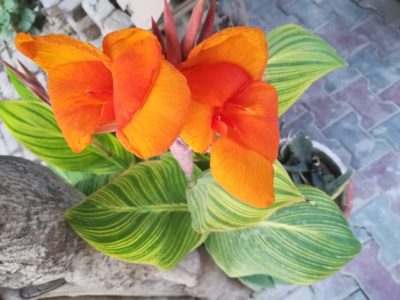 Expert Tips For Canna Lilies In Pots | Horticulture Magazine
