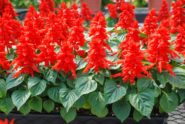 Salvias Will Grow Happily In Containers (And It's Essential For The ...