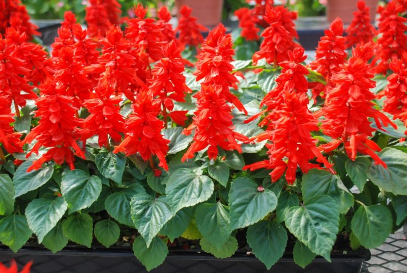 Salvias Will Grow Happily In Containers (And It's Essential For The ...