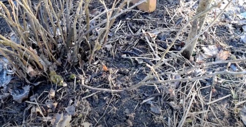 You Can Use Layering Or Hardwood Cuttings To Propagate Gooseberry ...