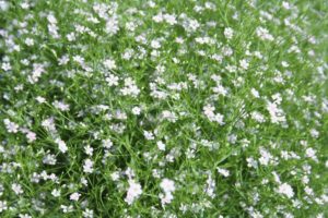 11 Ornate Gypsophila Varieties Including Florist’s Gyp - 'This Genus ...