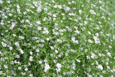 11 Ornate Gypsophila Varieties Including Florist’s Gyp - 'This Genus ...