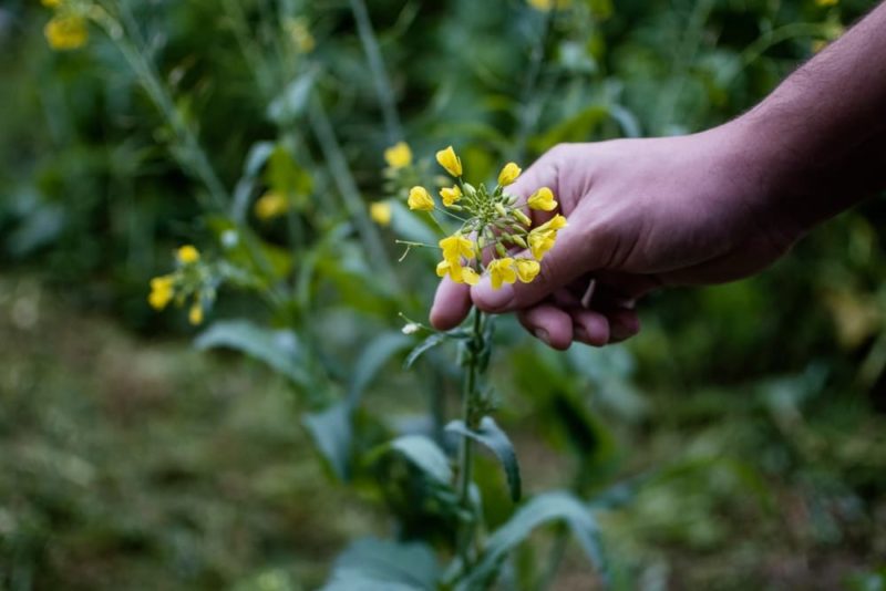8 Salad And Wild Rocket (Arugula) Varieties: From The Garden To The ...