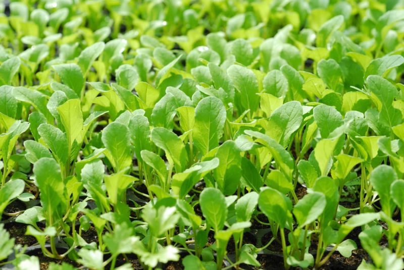 How To Grow Rocket In Your Garden | Horticulture.co.uk