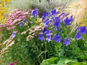 How To Grow Platycodon For Their Elegant 'Puffed Up' Balloon Flowers ...