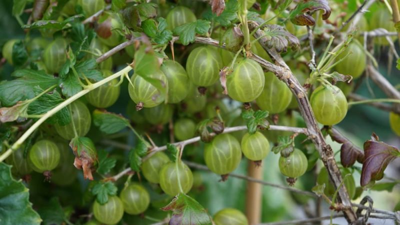 Horticulturists Recommend 12 Gooseberry Varieties With Culinary And ...