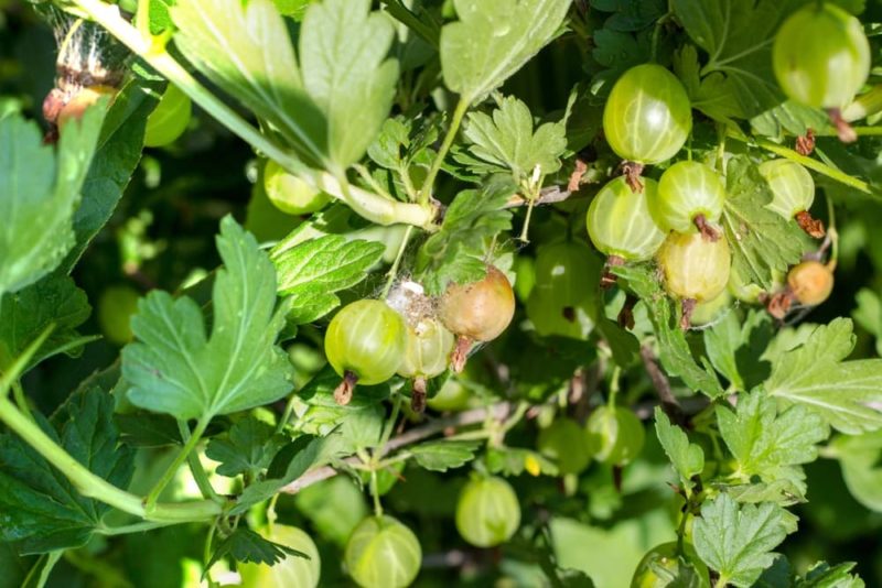 All Gooseberry Bushes Require Proper Maintenance - Learn How In This ...
