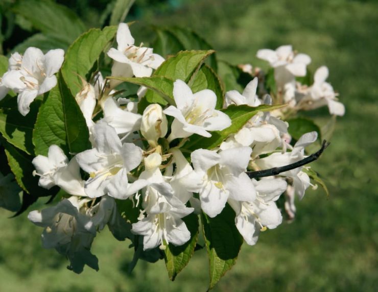 How To Grow & Care For Weigela Shrubs | Horticulture
