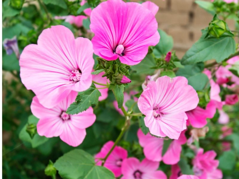Smaller Lavatera Cultivars Can Make Perfect Container Plants - This ...