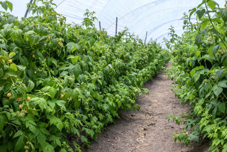 Growing Raspberries: Best Planted As Bare-Root Canes Over The Dormant ...
