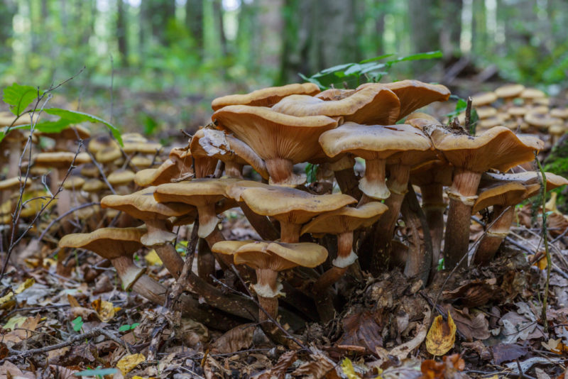 Honey Fungus Can Target The Roots Of Woody Plants - Here's How To ...