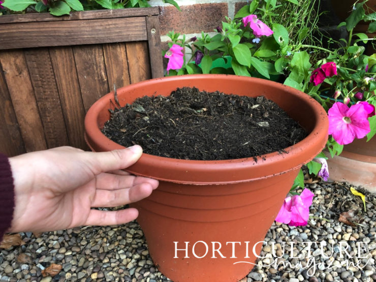 Combine Tulips To Create Attractive Container Displays - These Tips ...