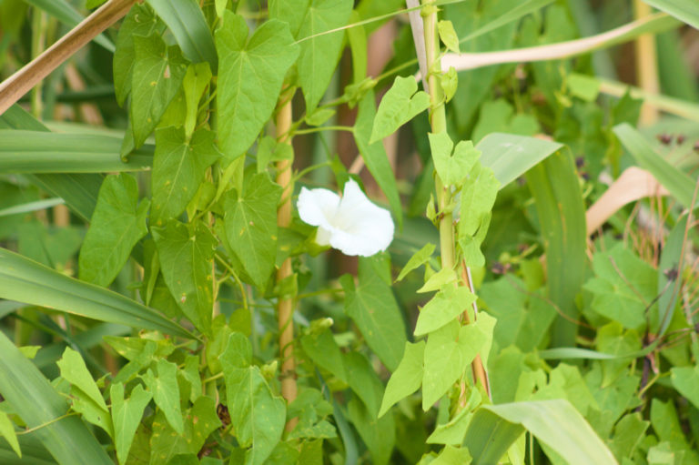 How To Grow Ipomoea Alba 'Moonflower' | Horticulture.co.uk
