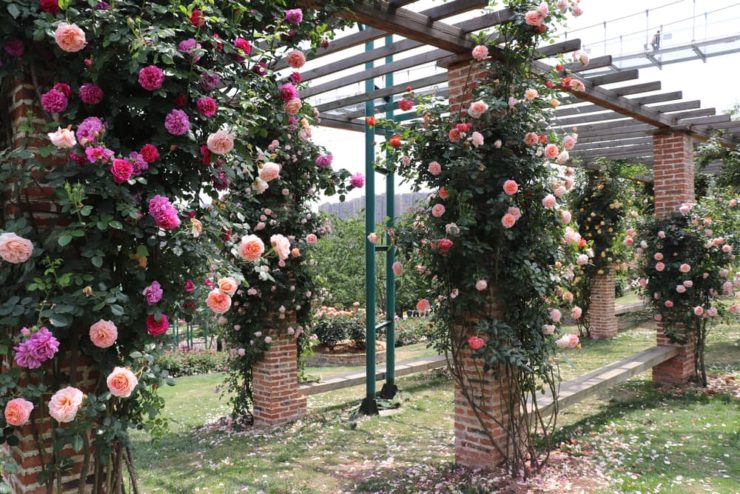 Climbing And Rambling Roses Need Different Pruning Treatment To Normal ...