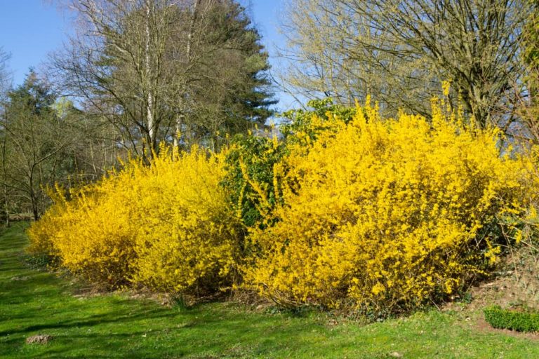 14 Brilliant Yellow Forsythia Varieties | Horticulture.co.uk