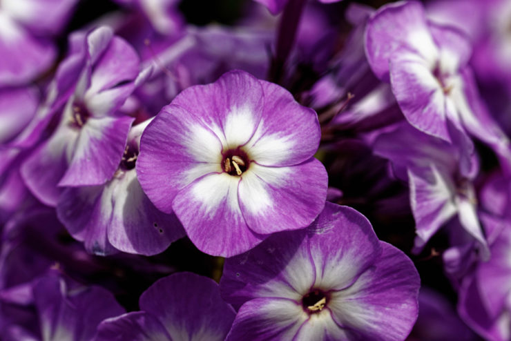 Talking 8 Pretty Purple Phlox Varieties With Horticulturist Colin ...