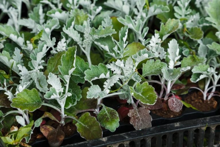 Cineraria: Clearing Up Some Confusion When Growing Either Plant Type ...