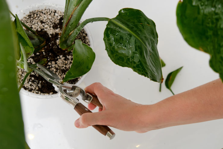 Growing The Exotic Strelitzia 'Bird Of Paradise' Plant At Home - It's ...