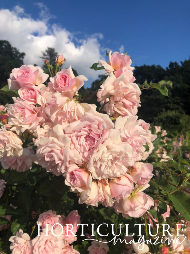 Climbing And Rambling Roses Need Different Pruning Treatment To Normal ...