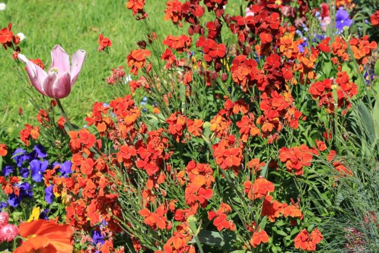 These Are The Ideal Growing Conditions For Growing Erysimum ...