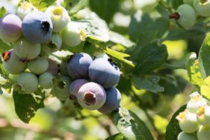 11 Delicious Blueberry Varieties With Lorraine Summer From Trehane Nursery | Horticulture Magazine