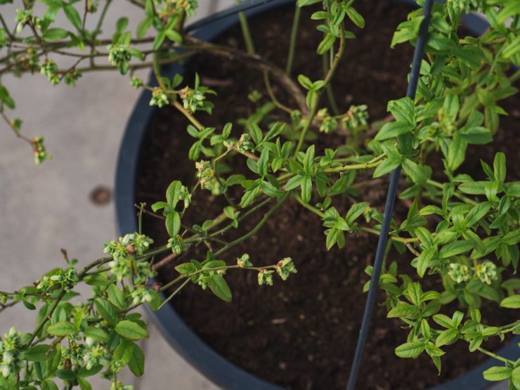 Grow Blueberries In Pots To Help Create The Perfect pH And Moisture ...