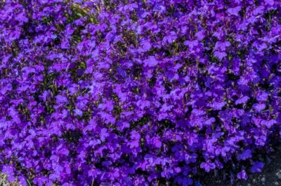 Lobelia Is An Astonishingly Diverse Genus - Here Are 14 Hand-Picked ...
