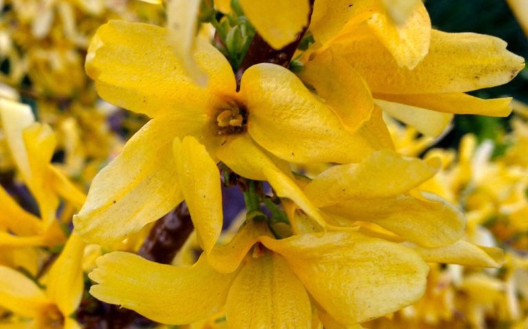 14 Brilliant Yellow Forsythia Varieties | Horticulture.co.uk