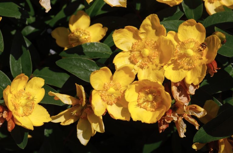 13 Favourite St John's Wort Varieties From This Genus Of 400+ Plants ...