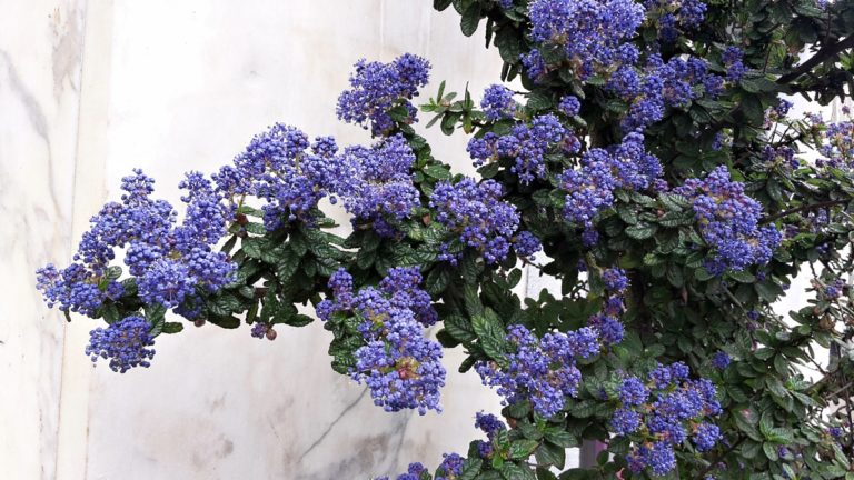 20 Vivid Ceanothus Types In A Spectrum Of Cool Blue, White And Pink ...