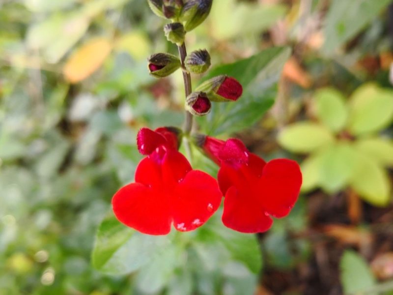14 Beautiful Salvia Varieties To Grow | Horticulture.co.uk
