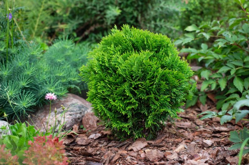 Arborvitae 'Thuja' Care & Growing Tips | Horticulture.co.uk