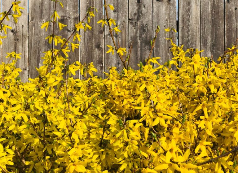 Prune Forsythia In Spring Say Gardeners, Immediately After They've ...