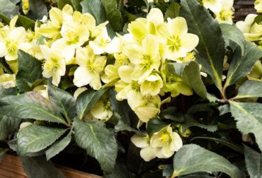 Top Tips For Growing Hellebore In Pots | Horticulture.co.uk