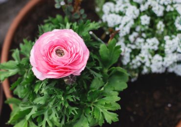 Why Ranunculus Grow Best In Containers: They Love Free Draining ...