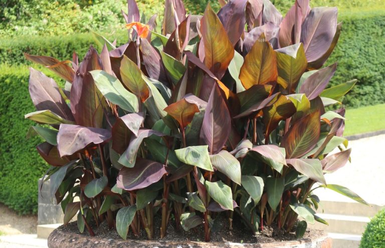 Expert Tips For Canna Lilies In Pots | Horticulture Magazine