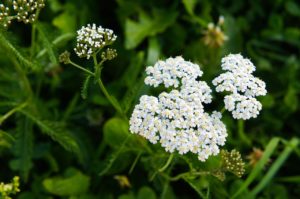 15 Achillea 'Yarrow' Varieties To Grow | Horticulture.co.uk