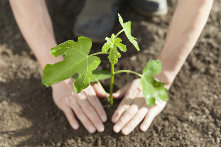 How To Grow & Care For A Fig Tree | Horticulture.co.uk