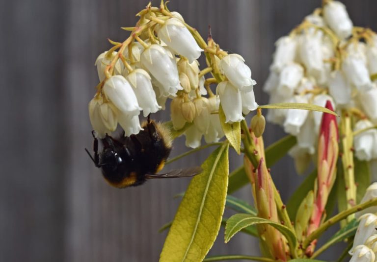 Growing Pieris 'Forest Flame': Popular As Robust And Attractive Garden ...