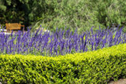 How To Plant A Lavender Hedge | Horticulture.co.uk