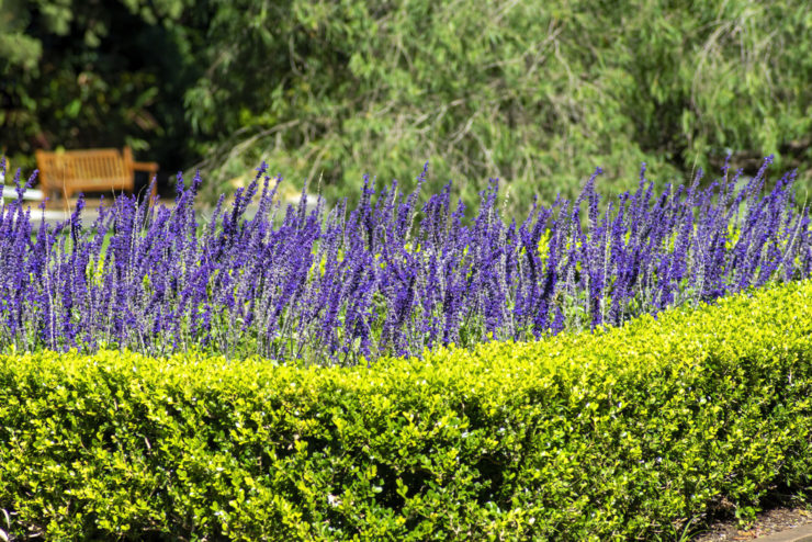 How To Plant A Lavender Hedge | Horticulture.co.uk