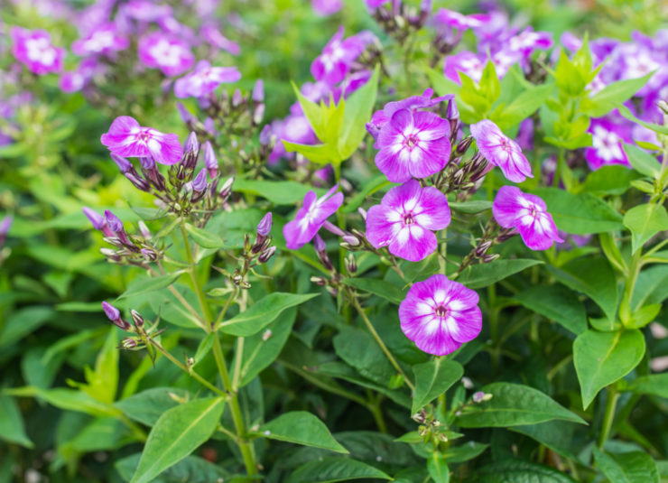 Talking 8 Pretty Purple Phlox Varieties With Horticulturist Colin ...