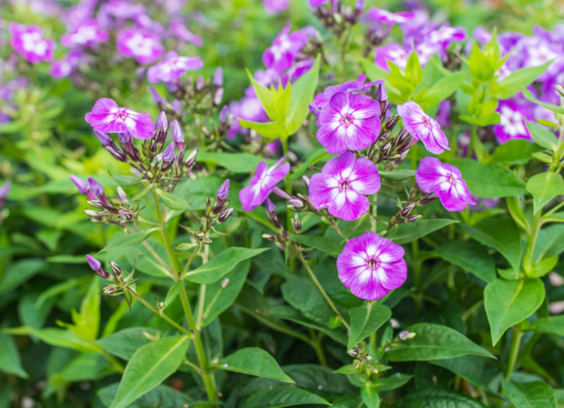 Talking 8 Pretty Purple Phlox Varieties With Horticulturist Colin ...