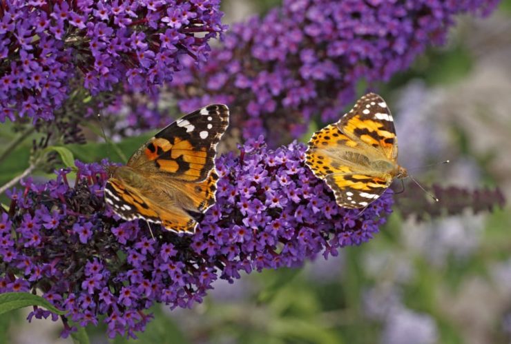 Grow Buddleja For Pollinators, But Beware - It Can Be Invasive ...