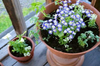 Cineraria: Clearing Up Some Confusion When Growing Either Plant Type ...